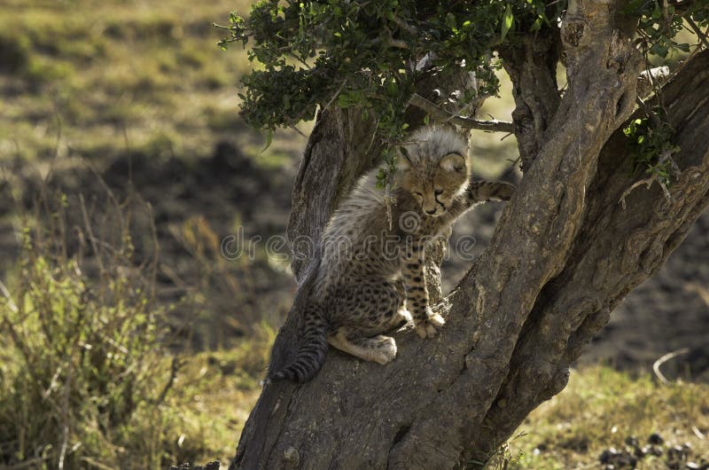Cheetah Cub on a Tree at Masai Mara, Kenya Stock Image - Image of ...