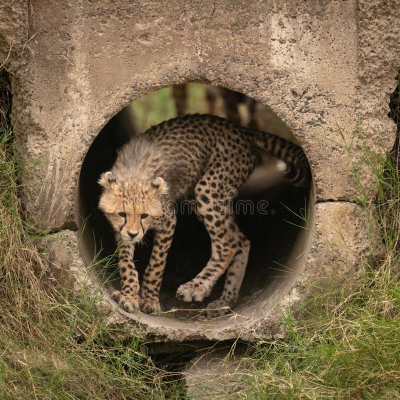 Cheetah Cub Turning Round in Concrete Pipe Stock Photo - Image of masai ...