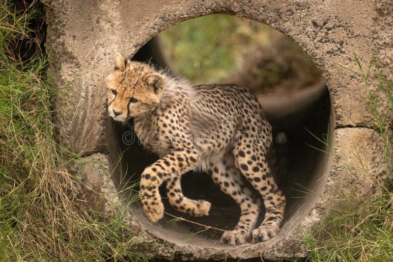 Cheetah Cub Twisting Head Jumping from Pipe Stock Image - Image of ...