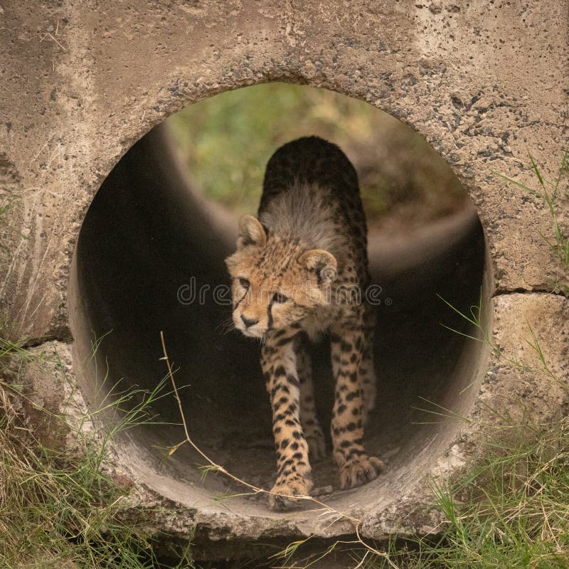 Cheetah Cub Twists Head Walking through Pipe Stock Photo - Image of ...