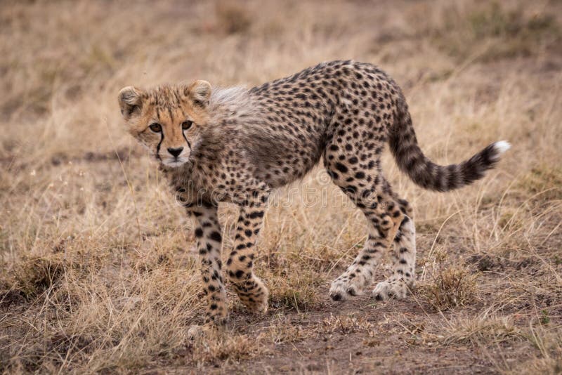 Cheetah Cub Walking in Grassland Turns Head Stock Image - Image of ...
