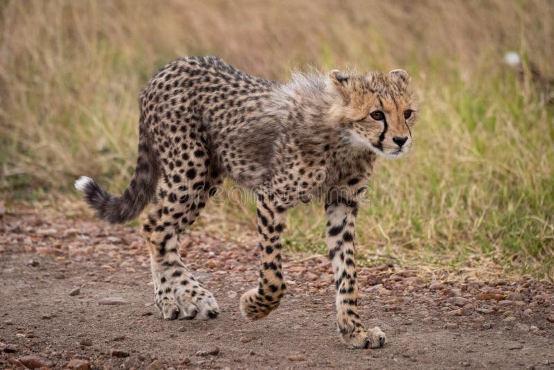 Cheetah Cub Walks Down Track Staring Ahead Stock Image - Image of ...
