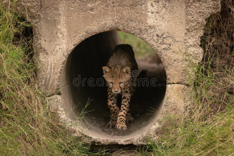 Cheetah Cub Walks through Pipe Towards Camera Stock Photo - Image of ...