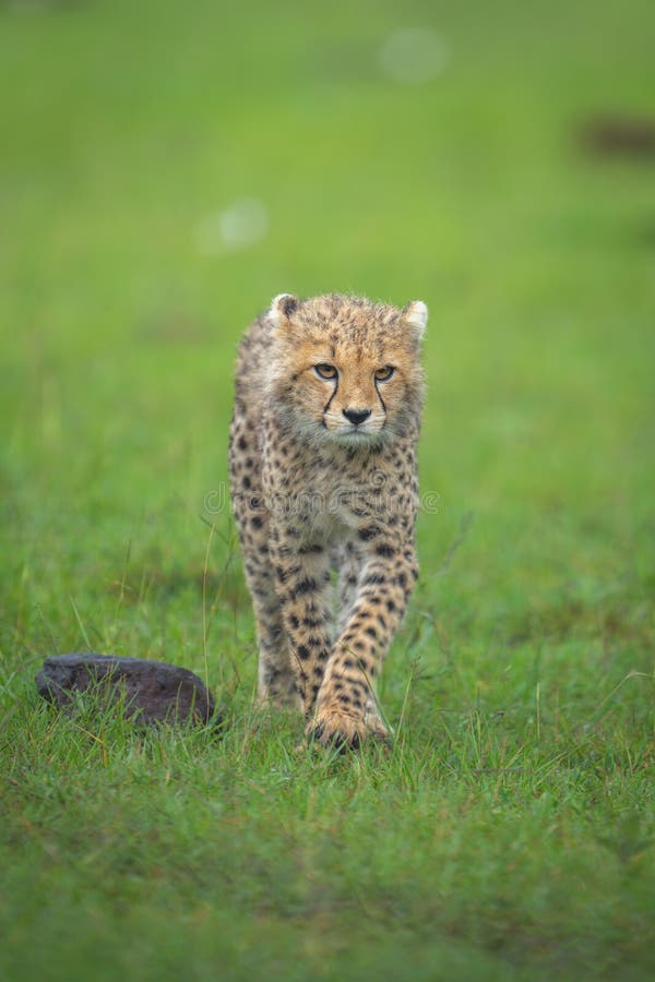 Cheetah Cub Walks Toward Camera Past Rock Stock Image - Image of camp ...