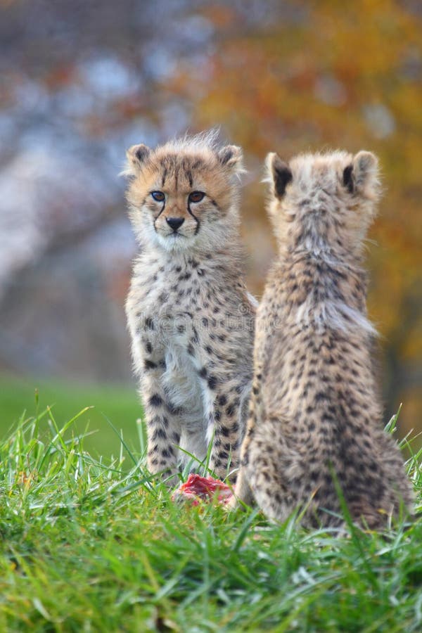 Cheetah cubs stock image. Image of cheetah, portrait - 11458581