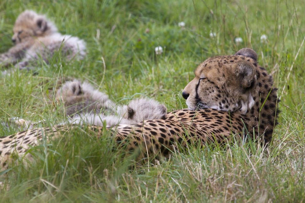 Cheetah with Cubs stock image. Image of carnivore, mammal - 23328043