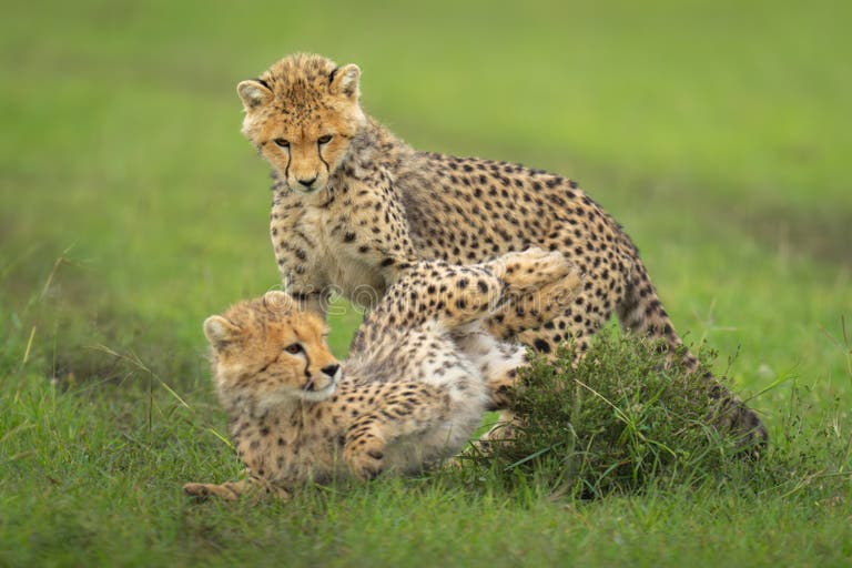 Cheetah Cubs Fight on Grass by Bush Stock Photo - Image of drive ...