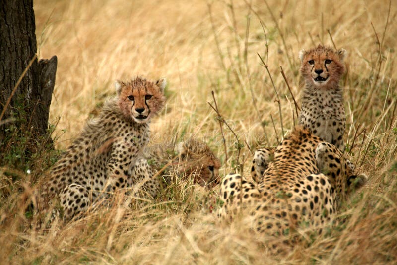Cheetah cubs in the grass stock image. Image of cheetah - 4230933