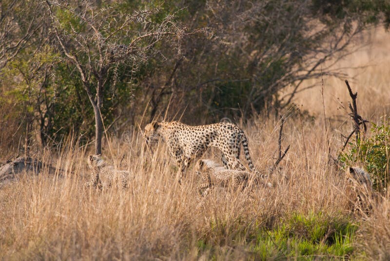 Cheetah with cubs stock image. Image of cubs, charming - 45099473