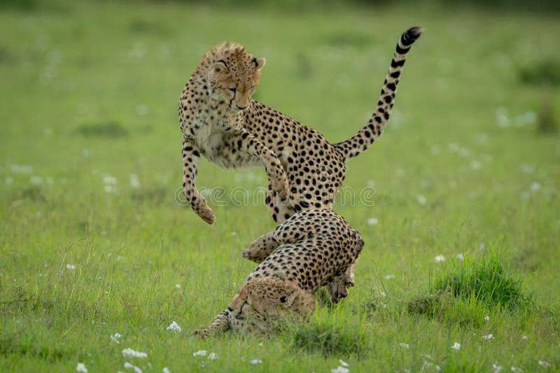 Cheetah Cubs Play Fight in Grassy Plain Stock Image - Image of cheetah ...