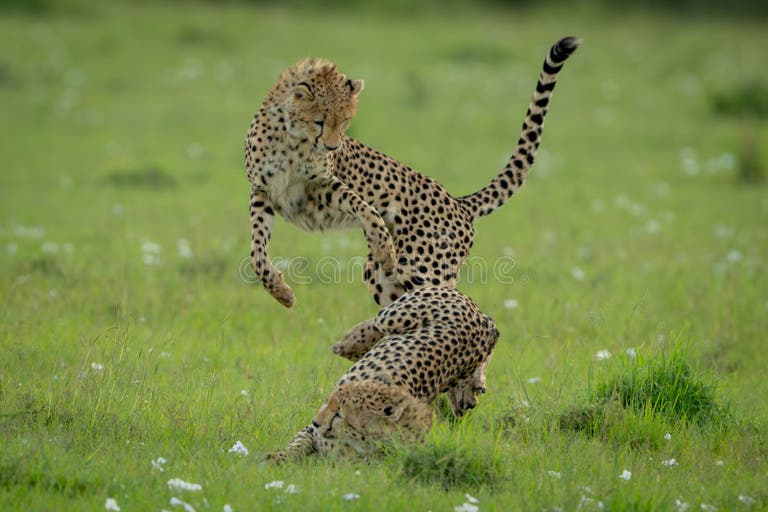 Cheetah Cubs Play Fight in Grassy Plain Stock Image - Image of cheetah ...