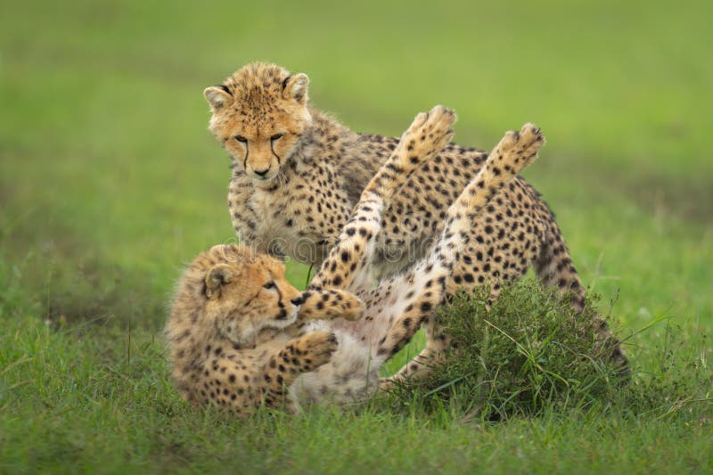 Cheetah Cubs Play on Grass by Bush Stock Photo - Image of cheetah ...