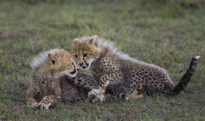 Cheetah cubs playing stock image. Image of felidae, dangerous - 18949957