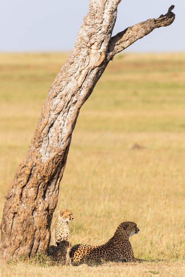 Cheetah with Cubs Under a Tree Stock Image - Image of shadow, trunk ...