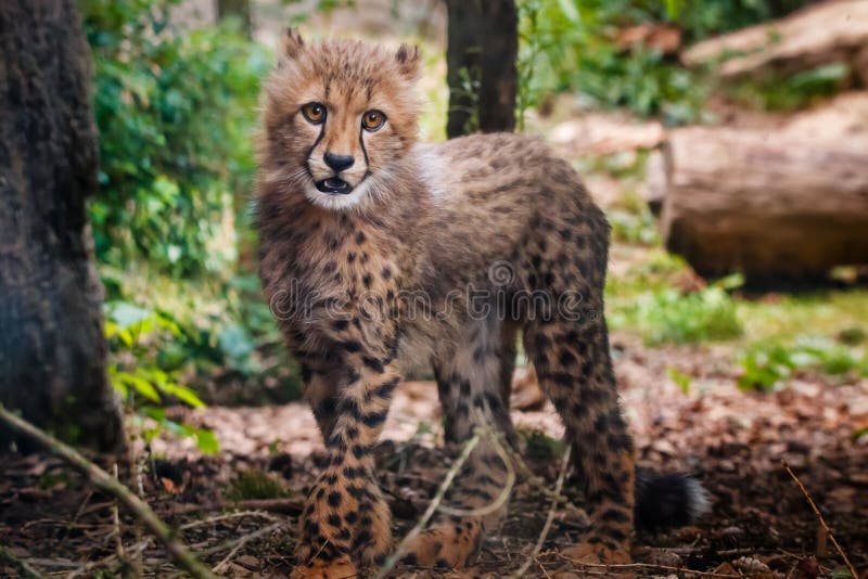 Cheetah stock image. Image of looking, feline, face, look - 97888499