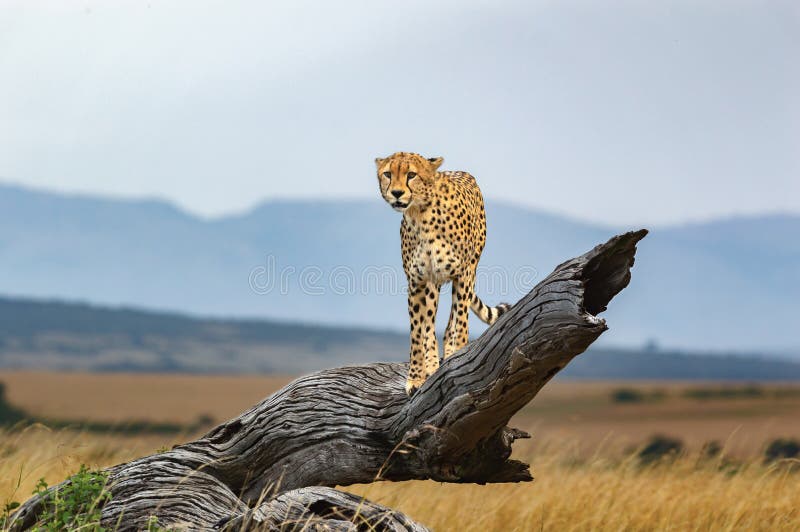 Cheetah on a Dead Tree Looking for Prey Stock Image - Image of ...