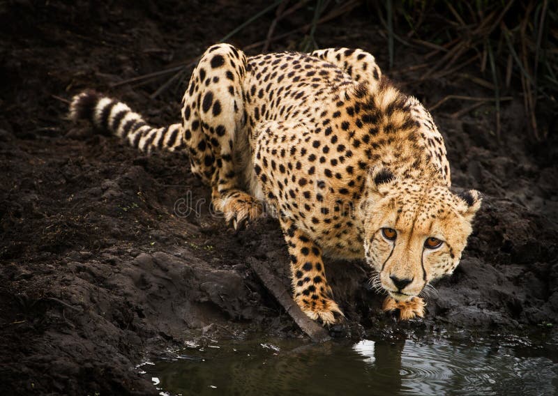 122 Cheetah Drinking Water Stock Photos - Free & Royalty-Free Stock ...
