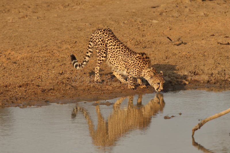 122 Cheetah Drinking Water Stock Photos - Free & Royalty-Free Stock ...