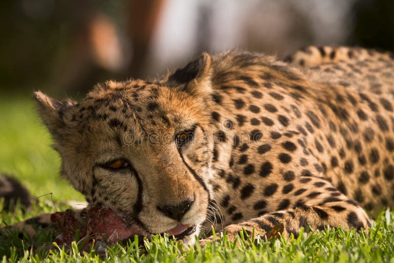 Cheetah eating stock photo. Image of eating, east, etosha - 18389486