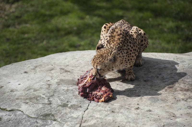 Cheetah Eating Raw Meat on Rocks Stock Photo - Image of mammal ...