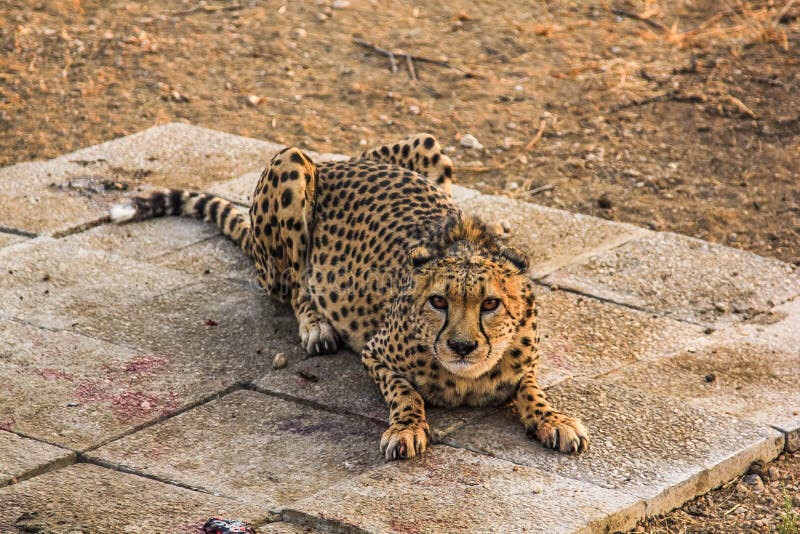 Cheetah eating stock photo. Image of eating, fast, safari - 70781086