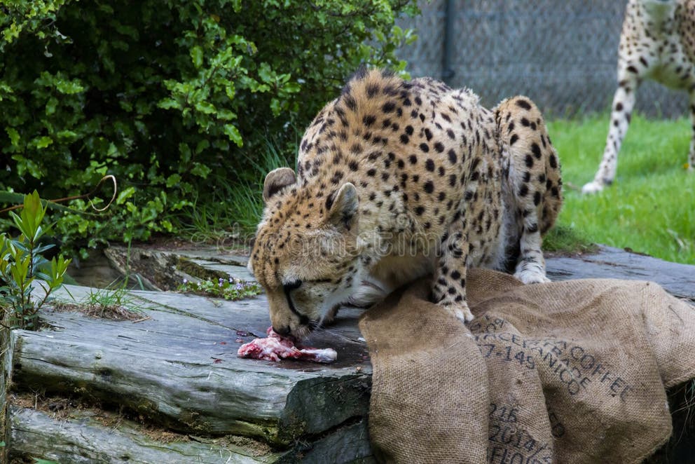 Cheetah stock image. Image of meat, danger, wild, predator - 95420879