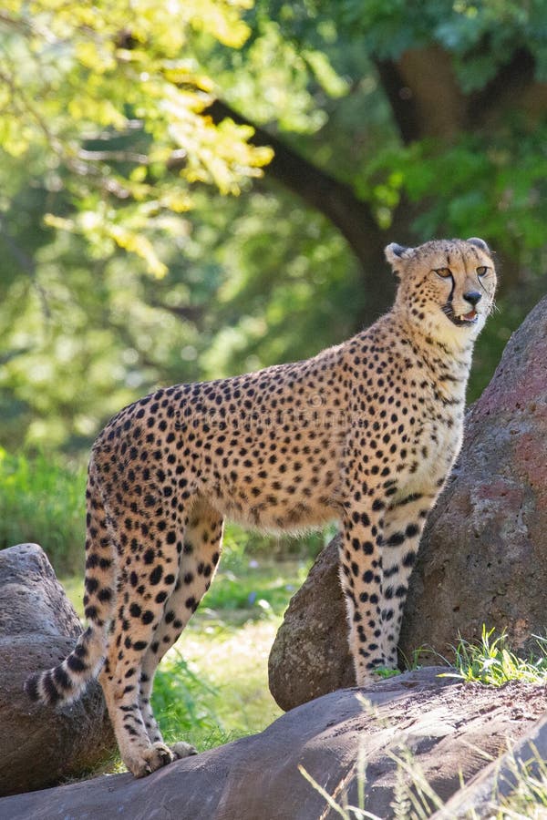 Cheetah Elegant Pose stock image. Image of pose, meadow - 162781443