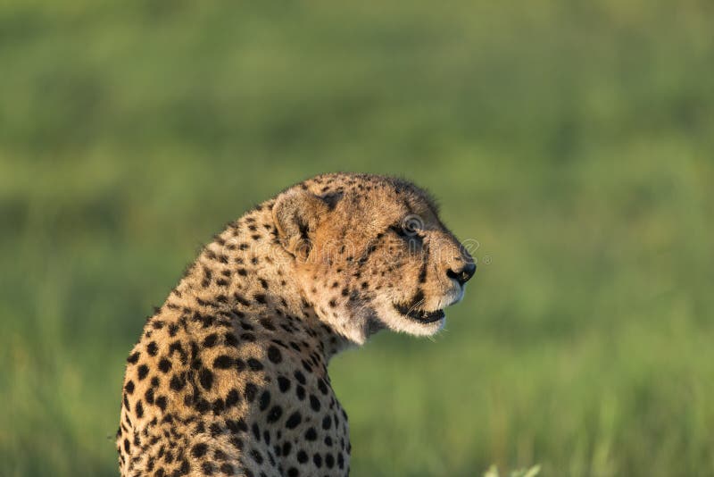 Young Cheetah Sitting in the Sun Stock Photo - Image of mother, sitting ...