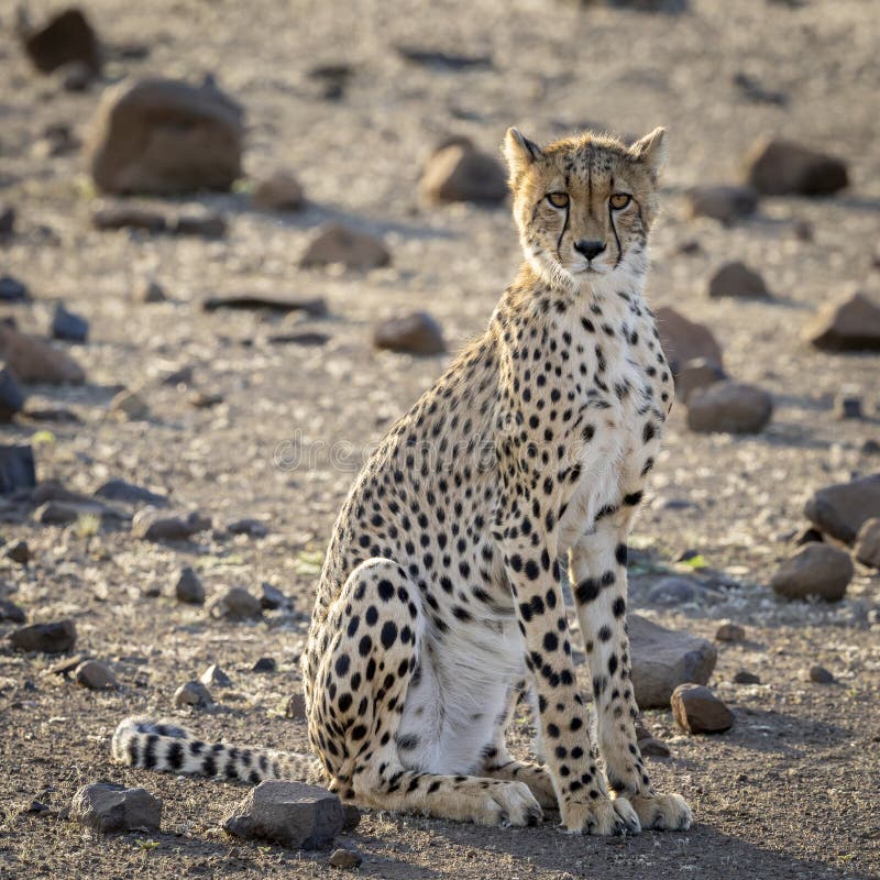 Cheetah in Botswana, Africa Stock Photo - Image of cheetah, adventure ...