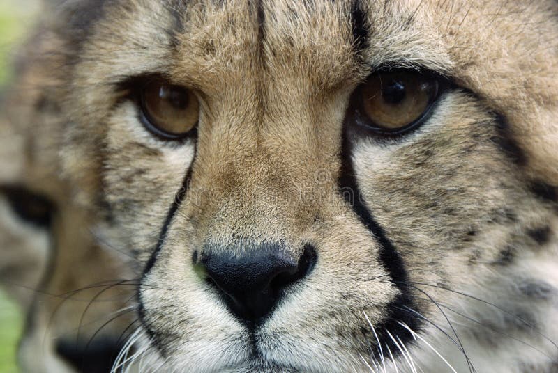 Cheetah Face stock photo. Image of portrait, spots, animal - 10685792