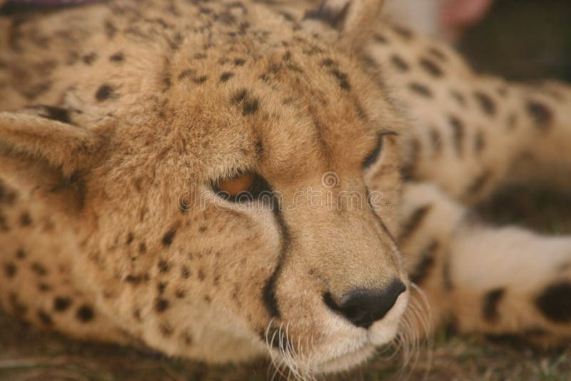 Cheetah face stock image. Image of cats, wildlife, spots - 5023891