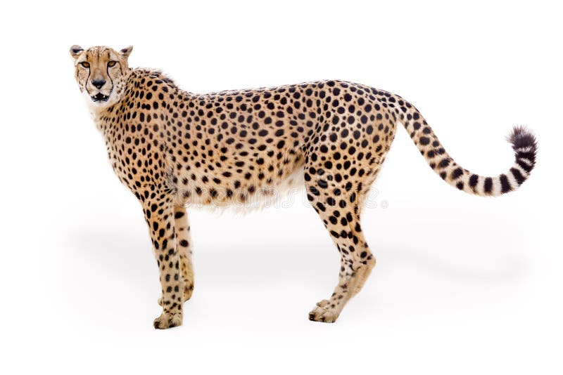 Cheetah side view profile stock image. Image of kenyan - 16321463