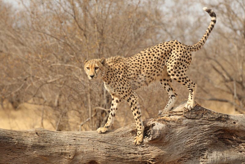 Cheetah on fallen tree stock photo. Image of fastest - 23511090