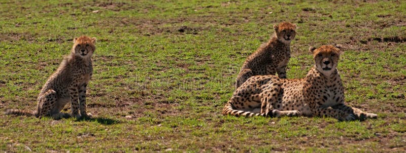 Huntress Mother Bear Stock Photos - Free & Royalty-Free Stock Photos ...