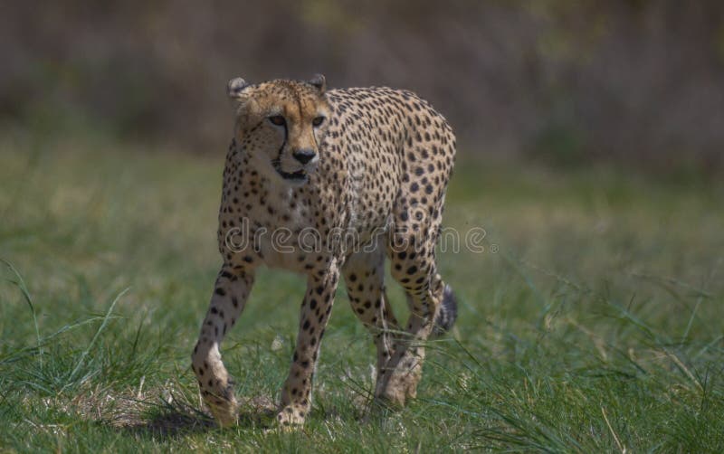 Cheetah the Fastest Animal on the Planet Stock Image - Image of ...