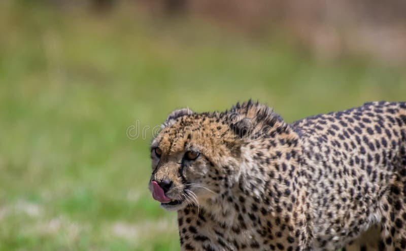 Cheetah the Fastest Animal on the Planet Stock Image - Image of safari ...