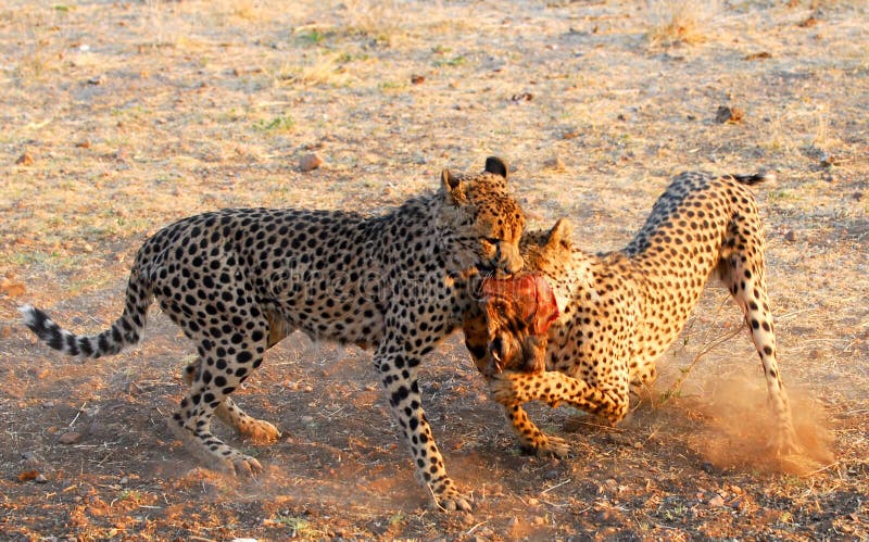 Cheetah fight stock image. Image of fight, bites, yellow - 7093387