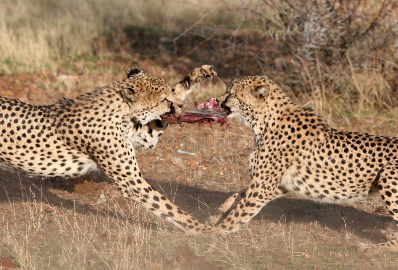 Cheetah fighting for meat stock photo. Image of carnivore - 5103352