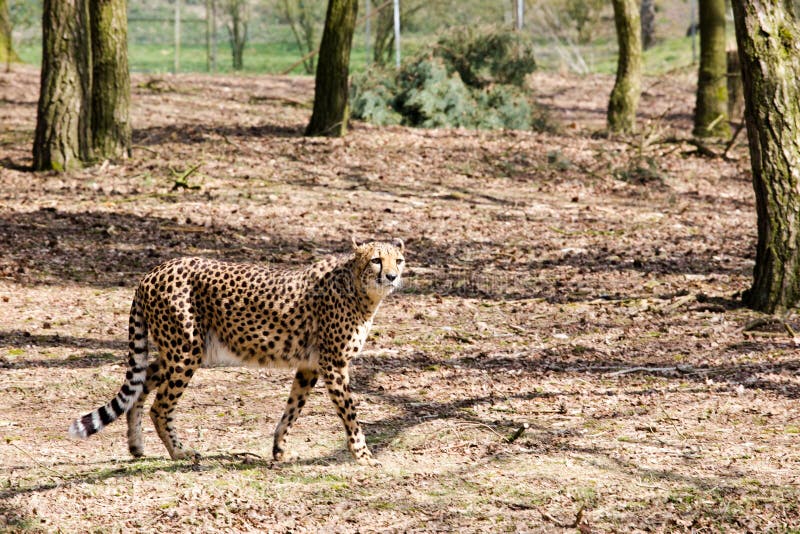 A cheetah in the forrest stock image. Image of cheetah - 55111863