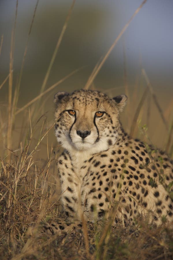 Cheetah stock image. Image of africa, grass, impala, felidae - 18389353