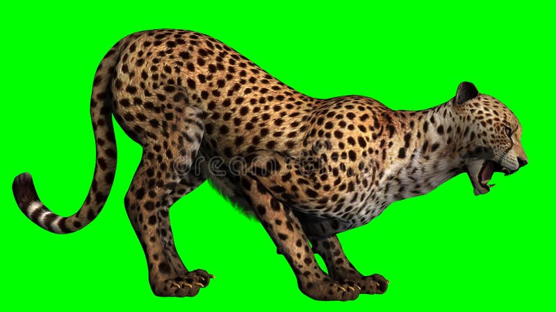 Cheetah in Front on a Green Background Stock Photo - Image of jumping ...