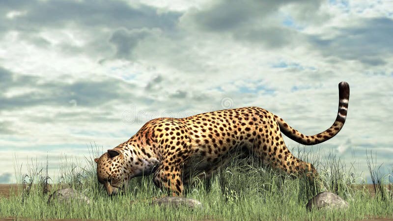 Cheetah in Front on a Sky Background Stock Photo - Image of hunting ...