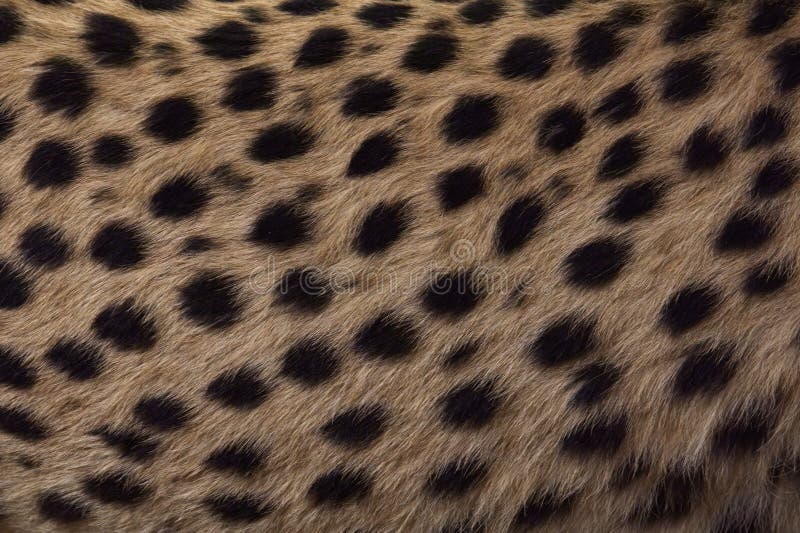 Cheetah fur. stock photo. Image of spots, wallpaper - 312634078