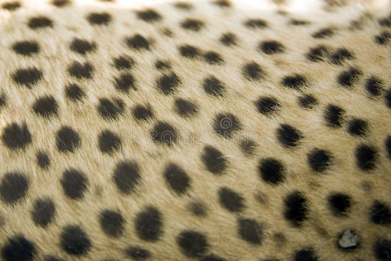 Cheetah fur print stock photo. Image of beautiful, beauty - 1573016