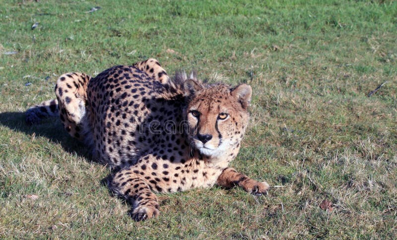 Cheetah ready to pounce stock image. Image of animal - 19127749
