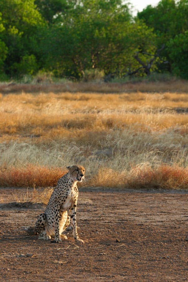 Cheetah in golden light stock photo. Image of proud, africa - 45456128