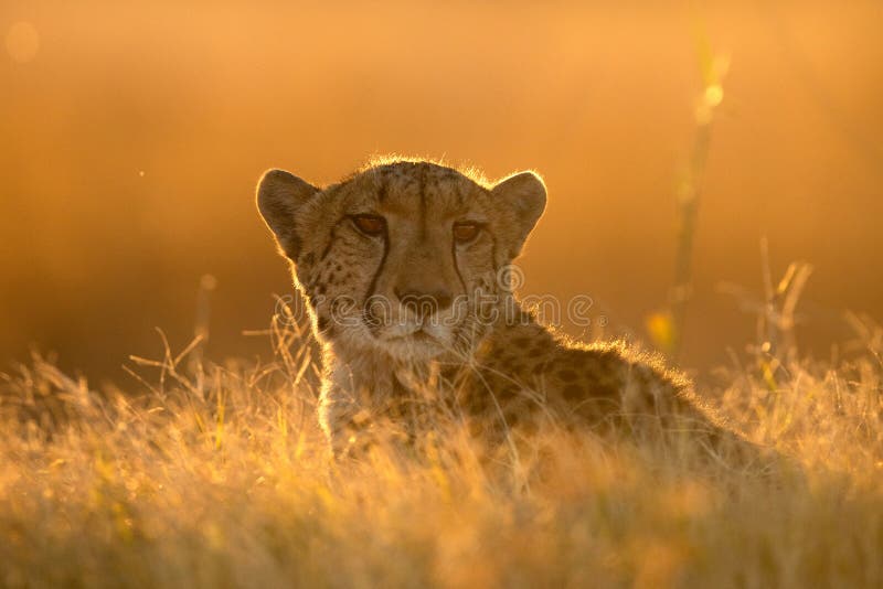 Cheetah in golden light. stock photo. Image of predator - 289616188