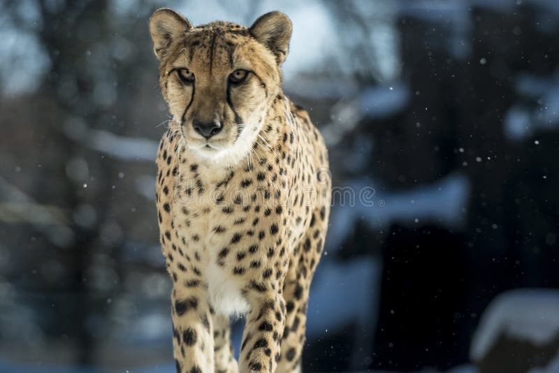 Cheetah on snow stock photo. Image of acinonyx, strolling - 23314698