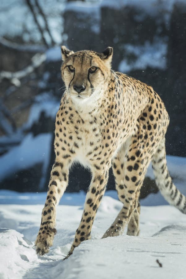 Leopard Running through Snow Stock Photo - Image of panthera, mammal ...