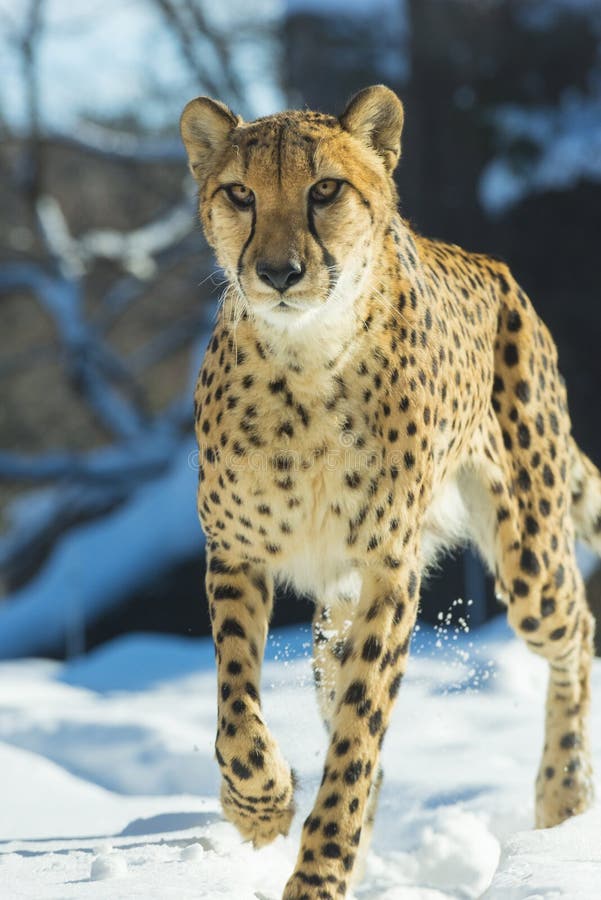Cheetah stock photo. Image of pretty, endangered, cats - 35883838